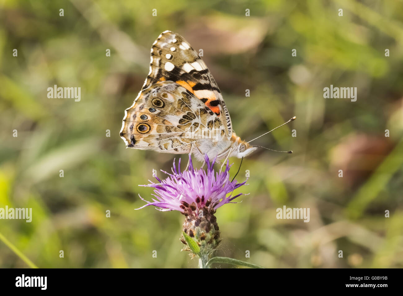Vanessa cardui, Painted Lady butterfly, Germany Stock Photo - Alamy