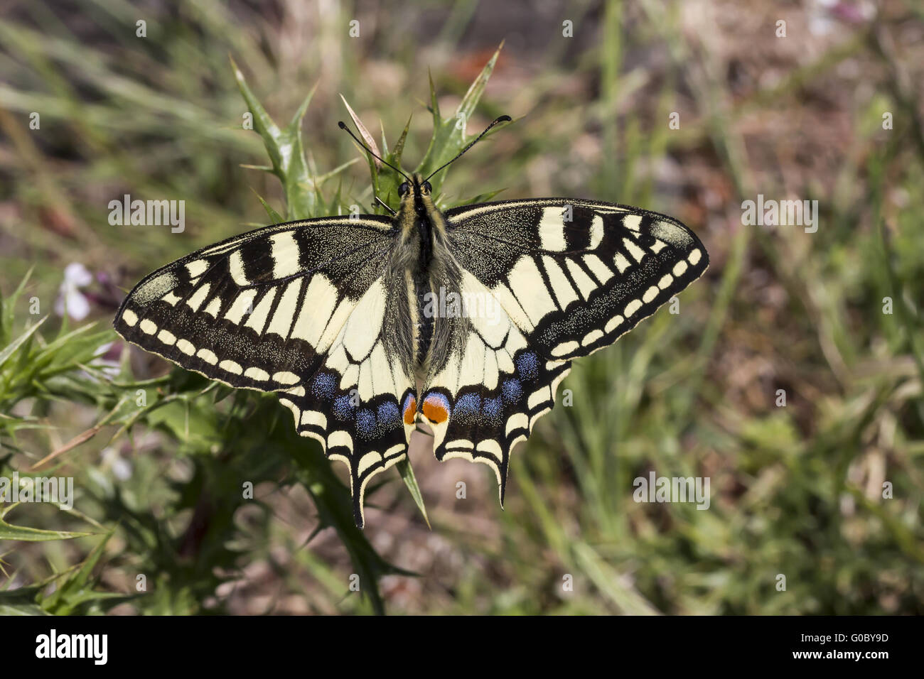 Papilio machaon, Swallowtail butterfly from Europe Stock Photo - Alamy