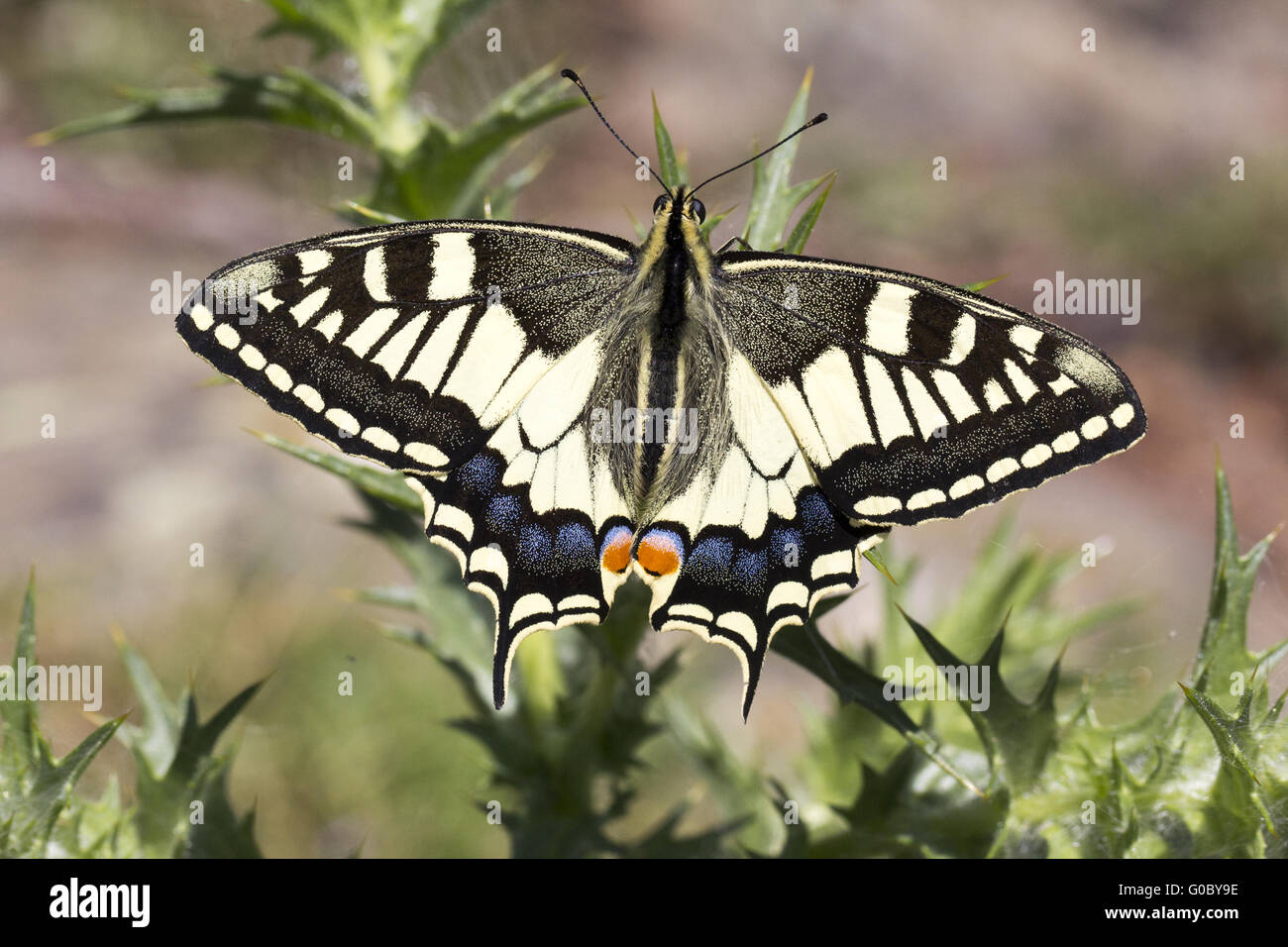 Papilio machaon, Swallowtail butterfly from Europe Stock Photo - Alamy