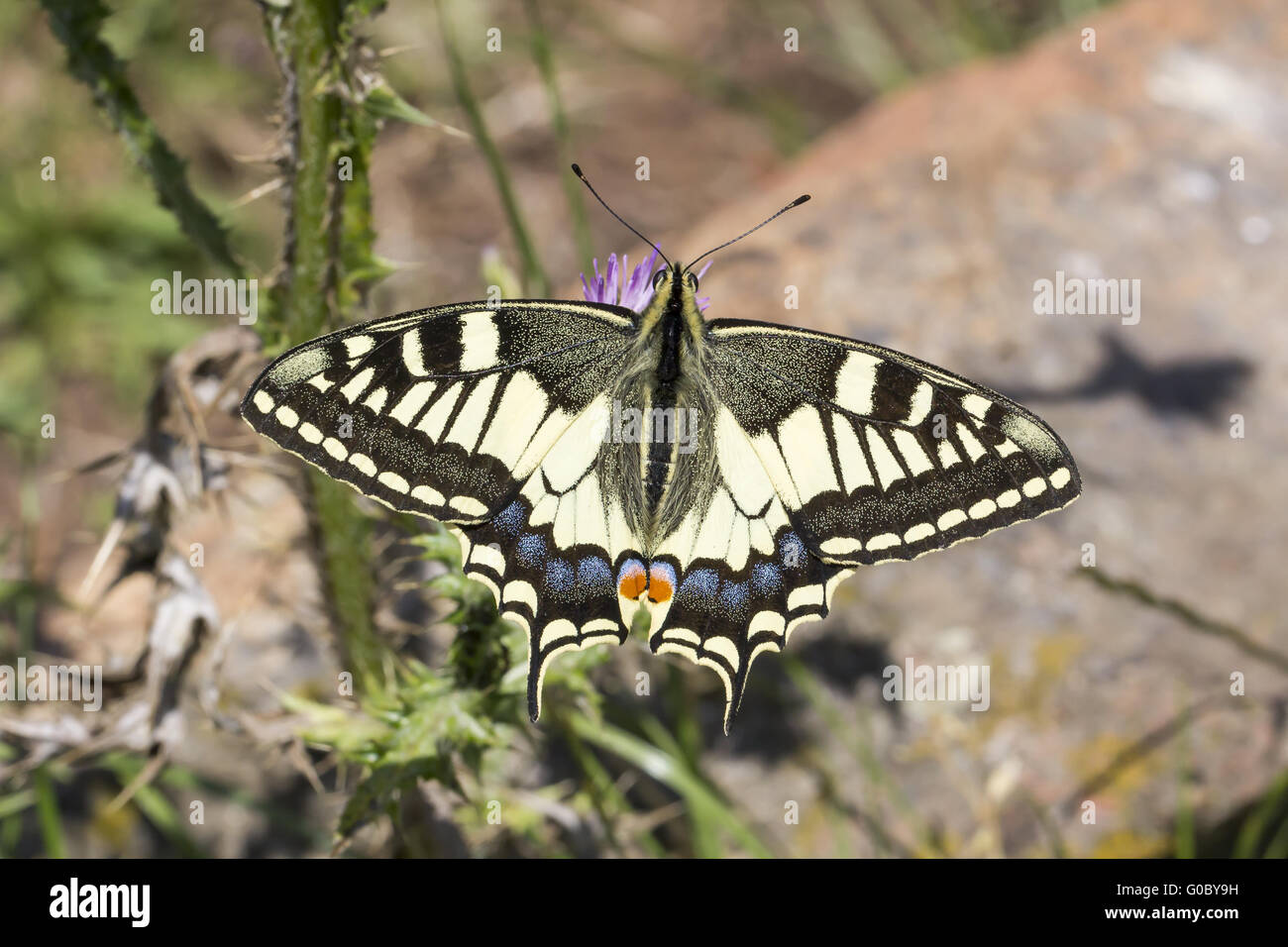 Papilio machaon, Swallowtail butterfly from Europe Stock Photo - Alamy