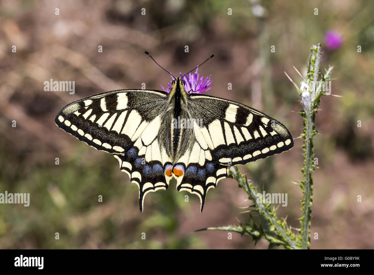 Papilio machaon, Swallowtail butterfly from Europe Stock Photo - Alamy