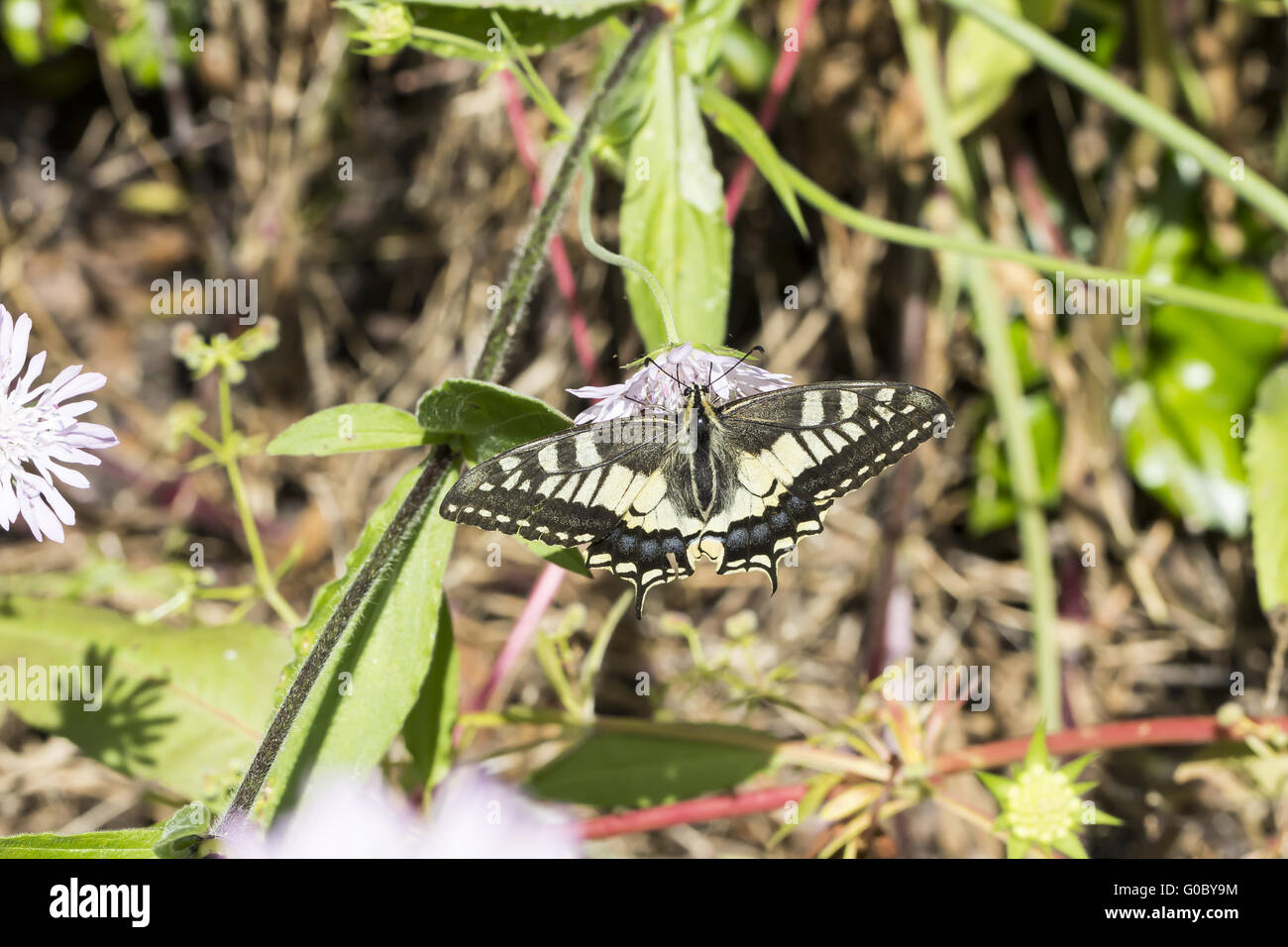 Papilio machaon, Swallowtail butterfly from Europe Stock Photo - Alamy