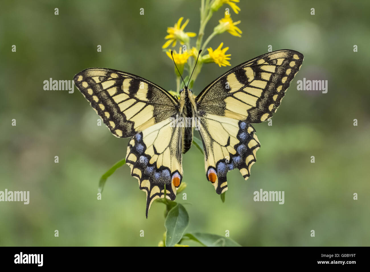 European swallowt hi-res stock photography and images - Alamy