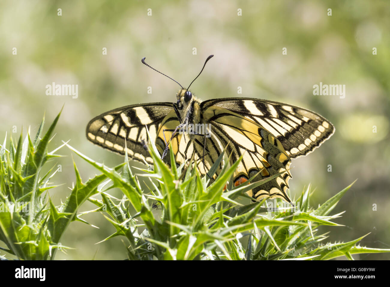 Papilio machaon, Swallowtail butterfly from Europe Stock Photo - Alamy