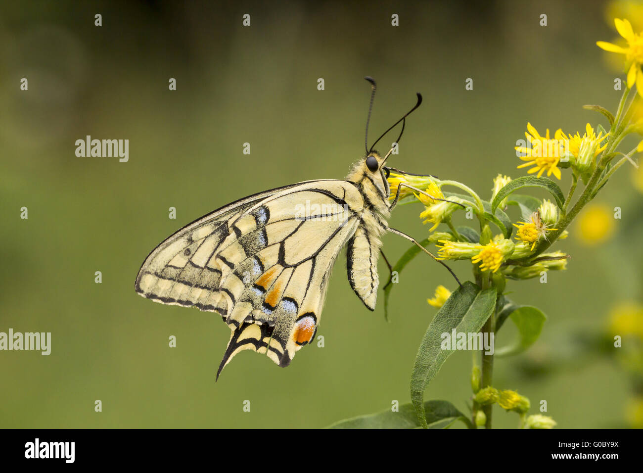Papilio machaon, Swallowtail butterfly from Europe Stock Photo - Alamy