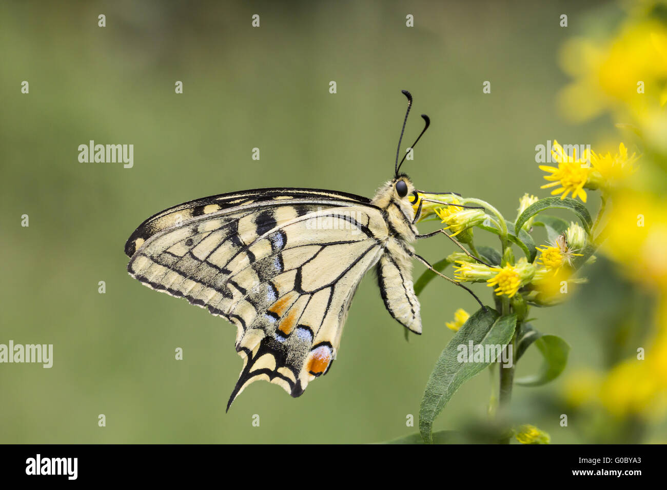 Papilio machaon, Swallowtail butterfly from Europe Stock Photo - Alamy