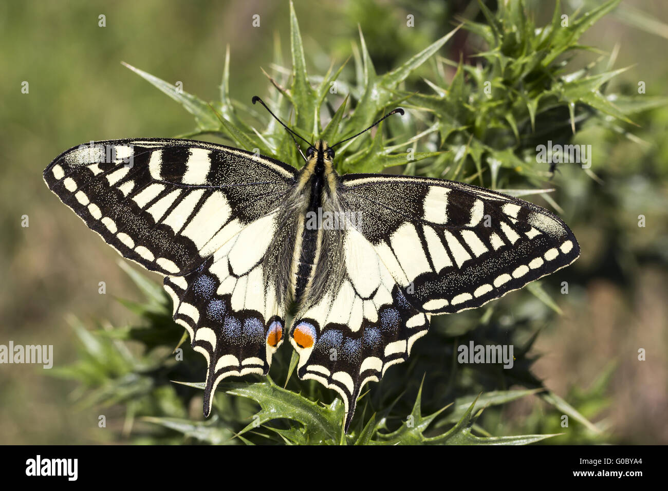 Papilio machaon, Swallowtail butterfly from Europe Stock Photo - Alamy