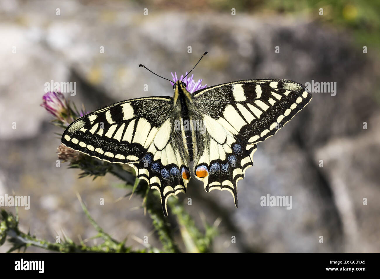 Papilio machaon, Swallowtail butterfly from Europe Stock Photo - Alamy