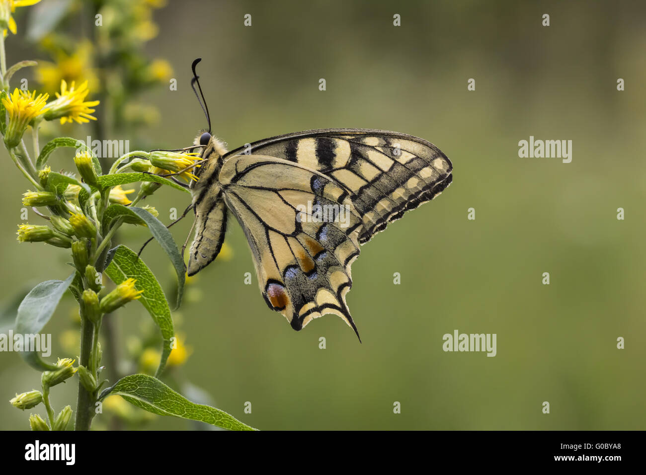 Papilio machaon, Swallowtail butterfly from Europe Stock Photo - Alamy