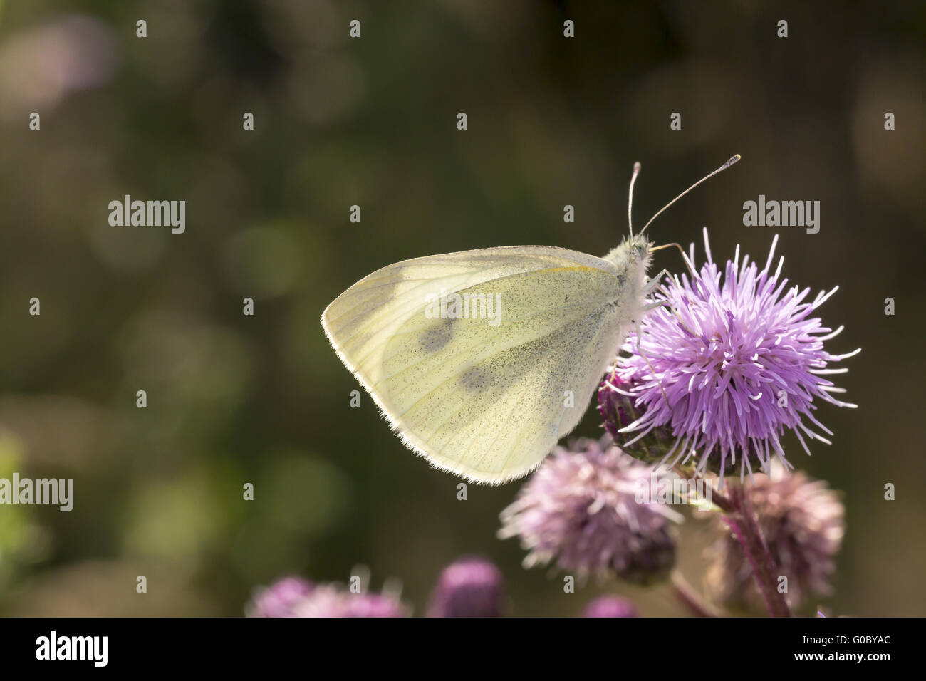 Pieris rapae, Small White, Small Cabbage White Stock Photo - Alamy
