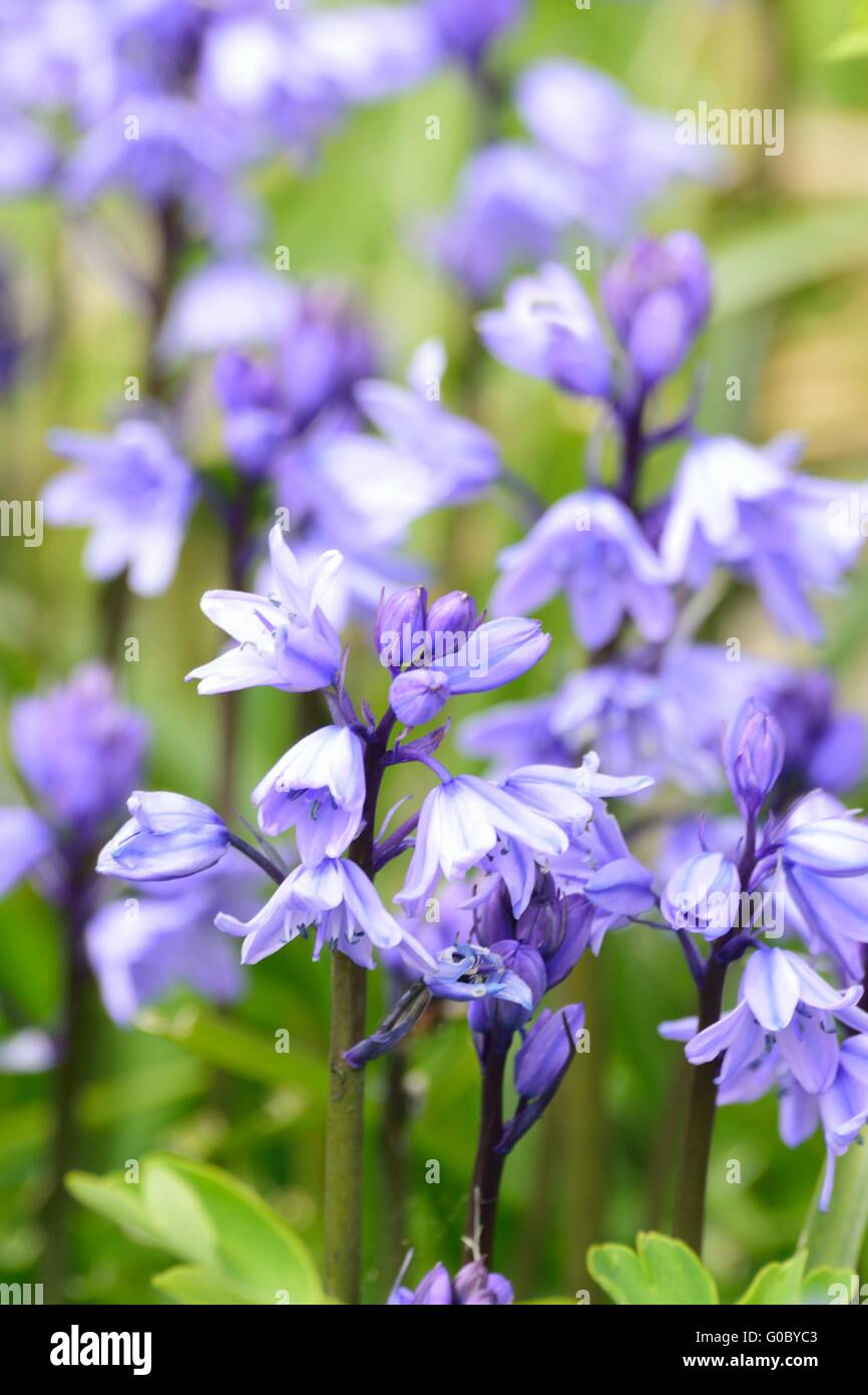 Blue bells in spring time in the UK Stock Photo - Alamy