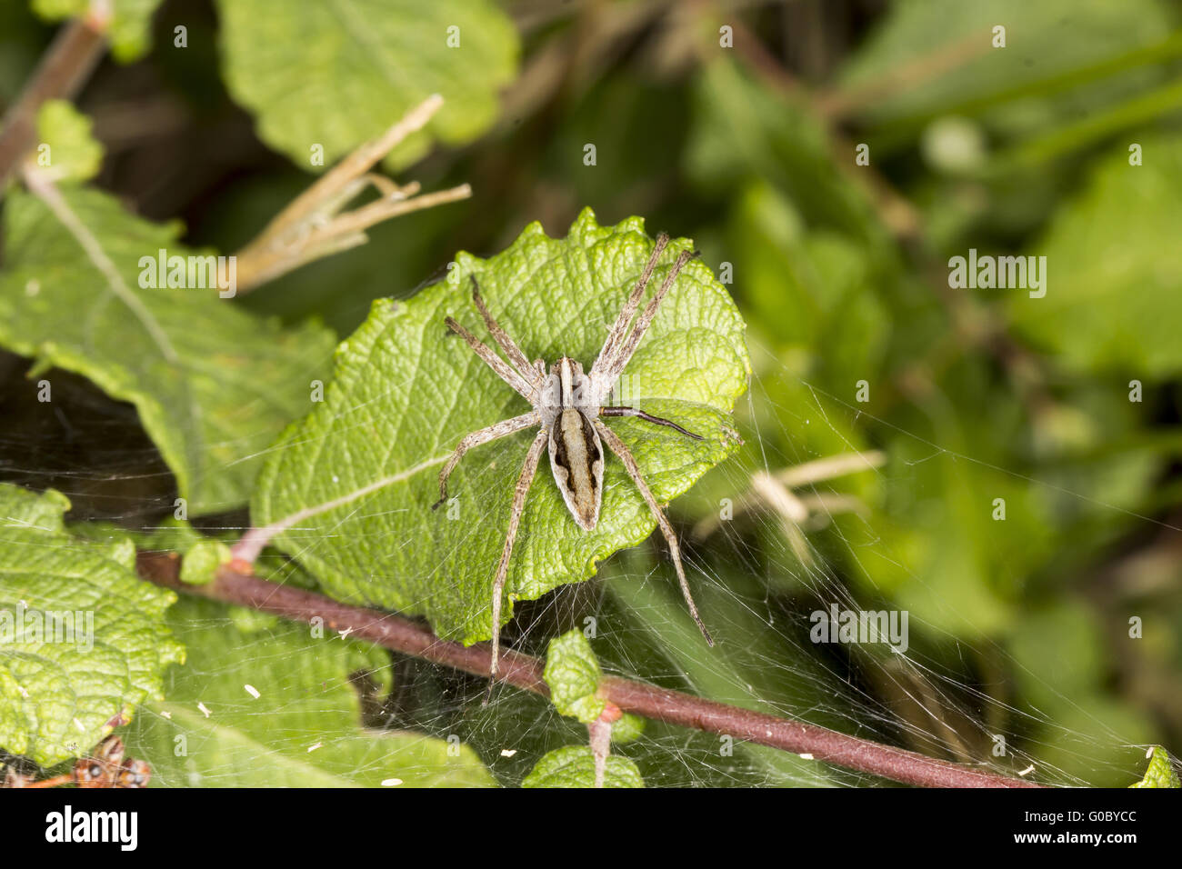 Pisaura mirabilis spider from Lower Saxony,Germany Stock Photo - Alamy