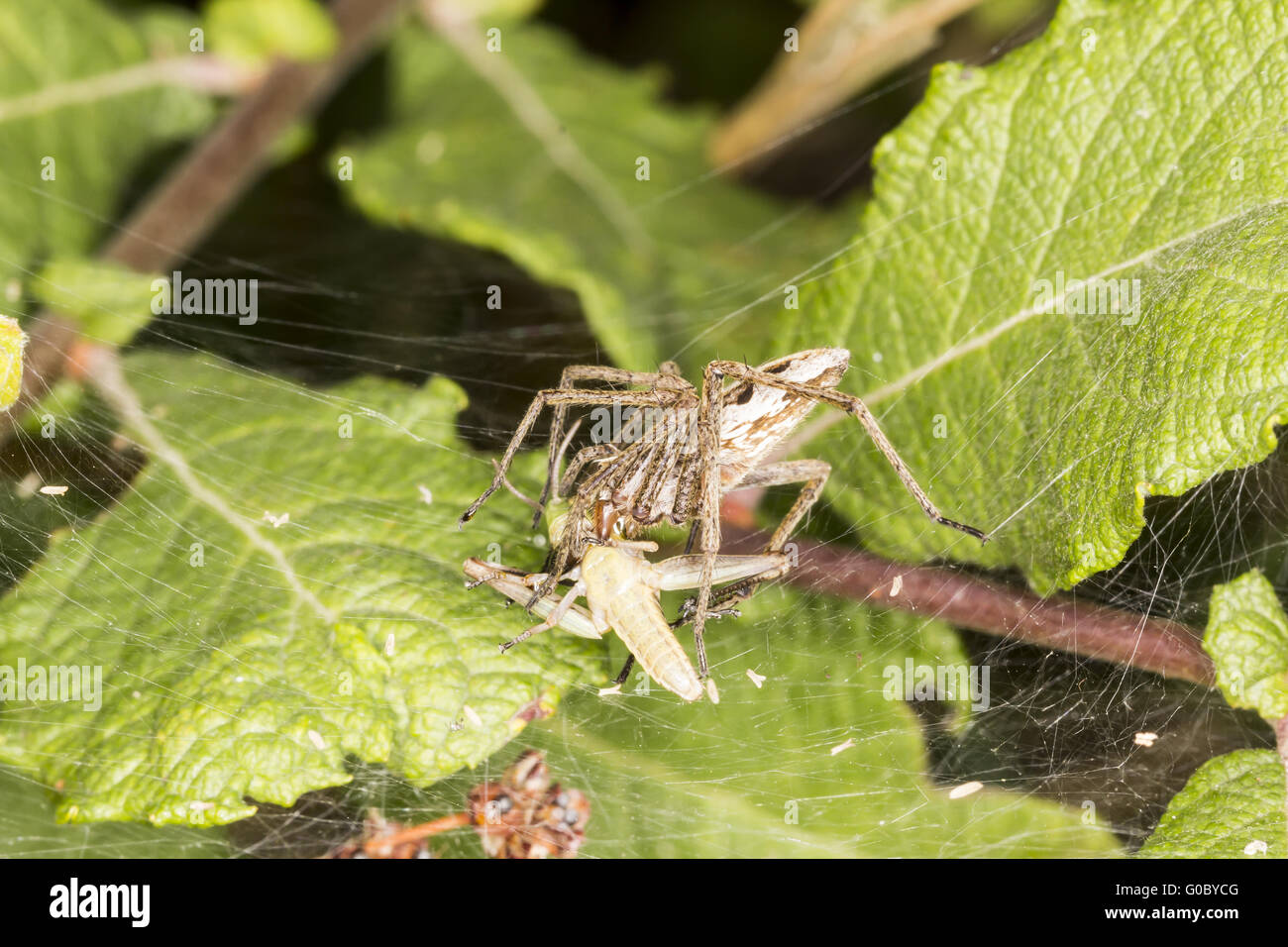 Raubspinne pisaura mirabilis hi-res stock photography and images - Alamy