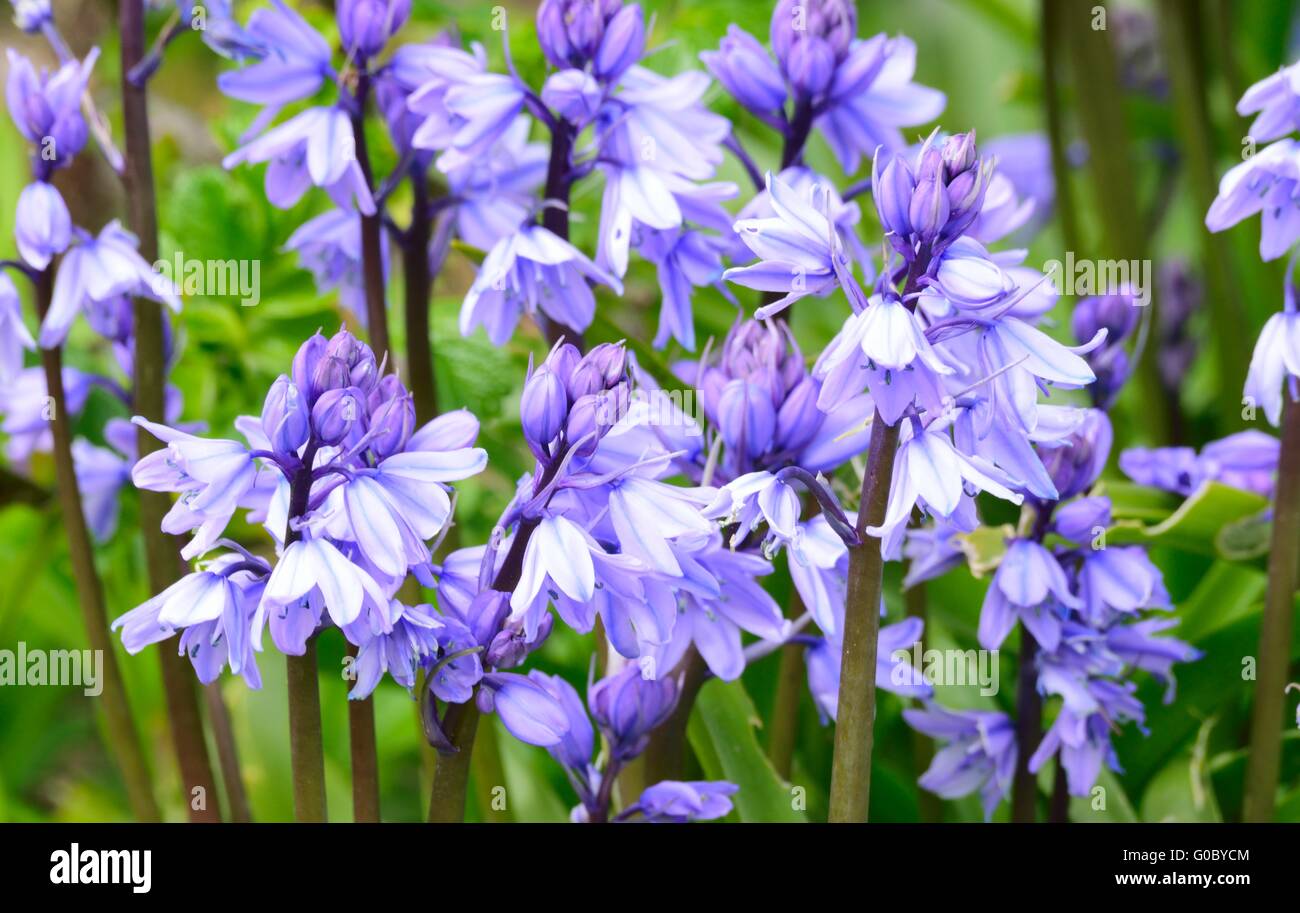 Blue bells in spring time in the UK Stock Photo - Alamy