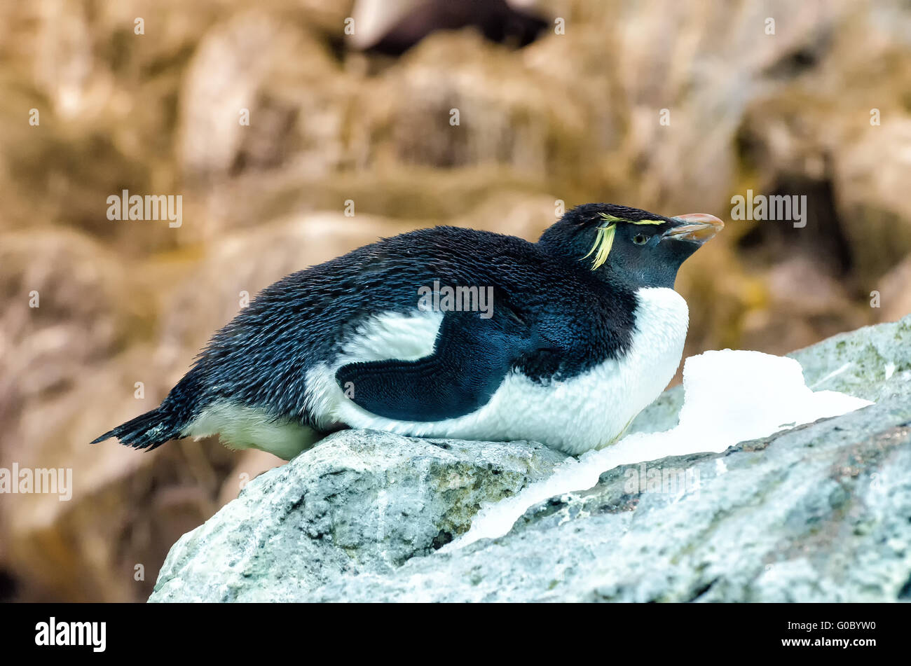 Rockhopper rockhopper pinguin hi-res stock photography and images - Alamy