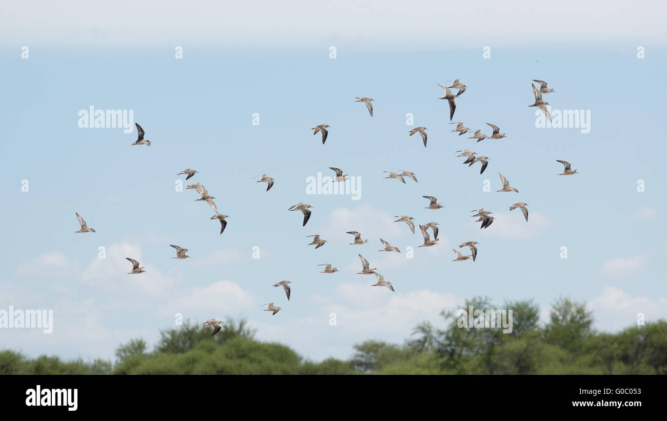 Birds in the air hi-res stock photography and images - Alamy