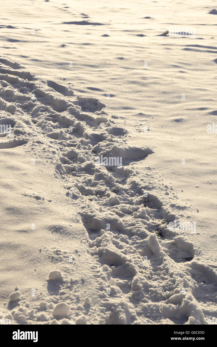 footprints in fresh snow Stock Photo - Alamy