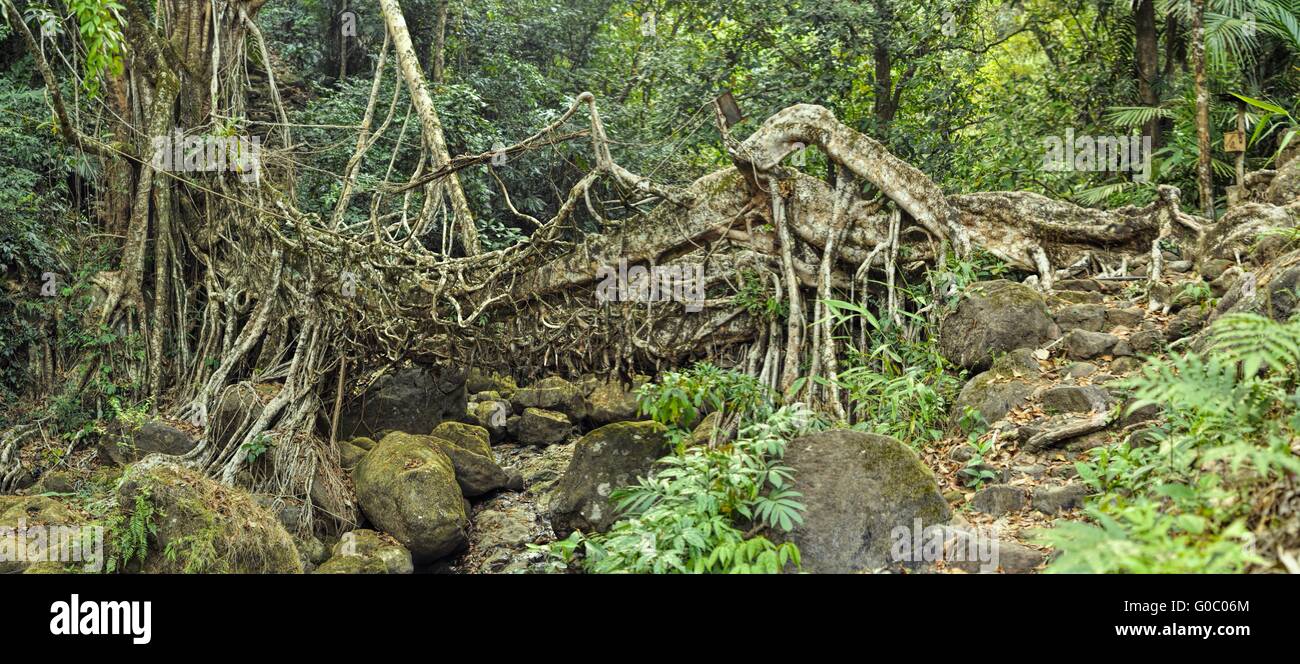 Root bridge of meghalaya hi-res stock photography and images - Alamy