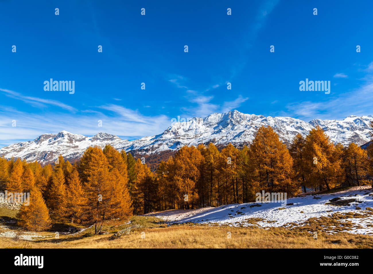 Stunning view of the swiss alps in Upper Engadine with golden trees in ...