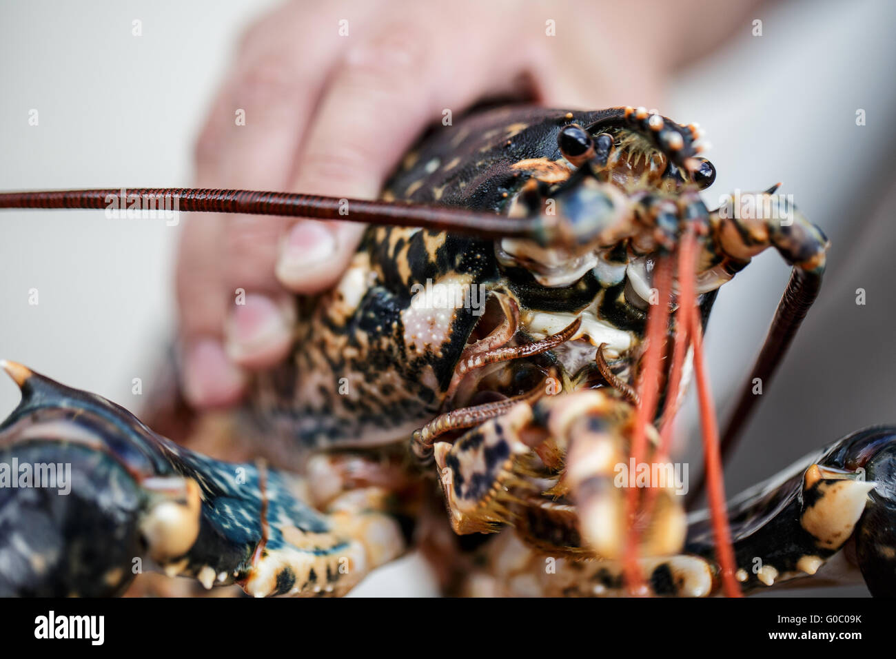 Lobster alive hi-res stock photography and images - Alamy
