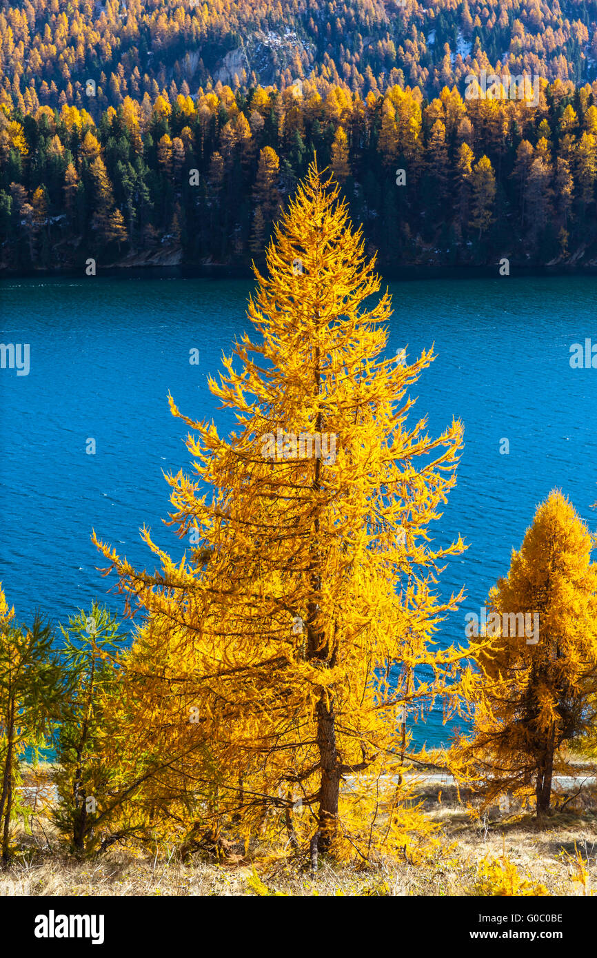 Golden larch hi-res stock photography and images - Alamy