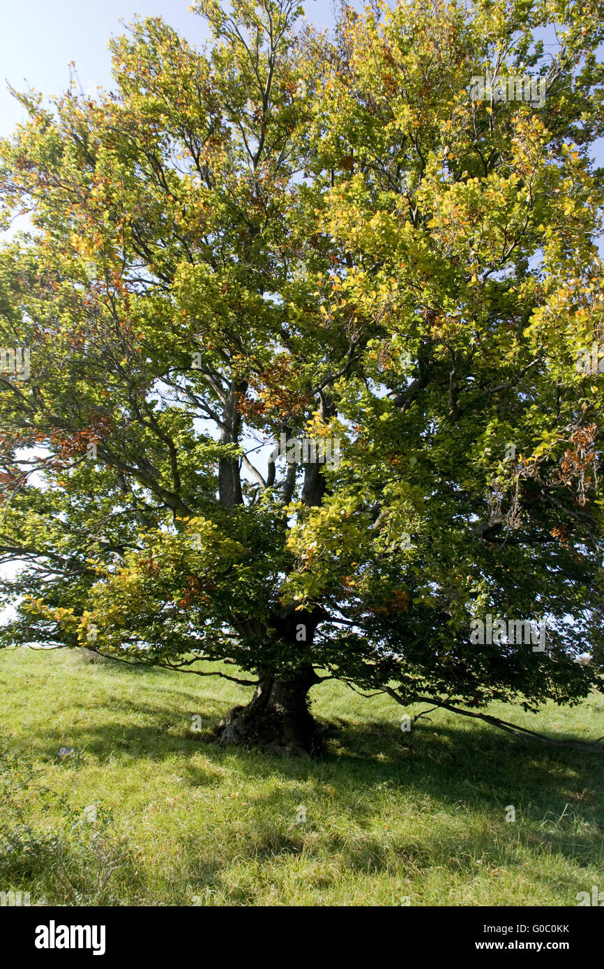 Tree in the Alpes Stock Photo - Alamy