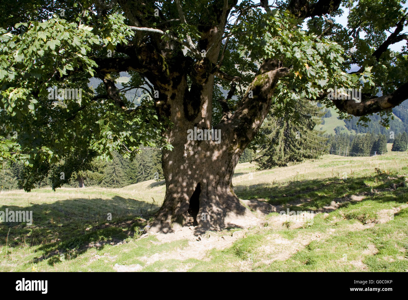 Hiking with tree hi-res stock photography and images - Alamy