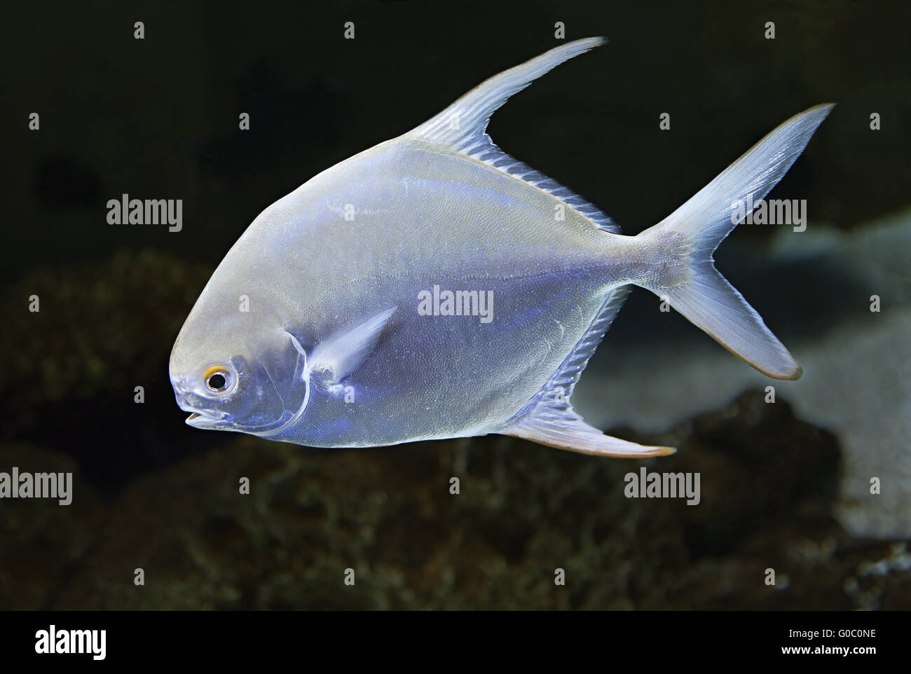 Shiny fish in aquarium hi-res stock photography and images - Alamy