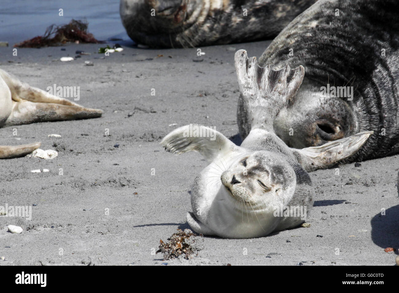 Harbor seal colony hi-res stock photography and images - Alamy