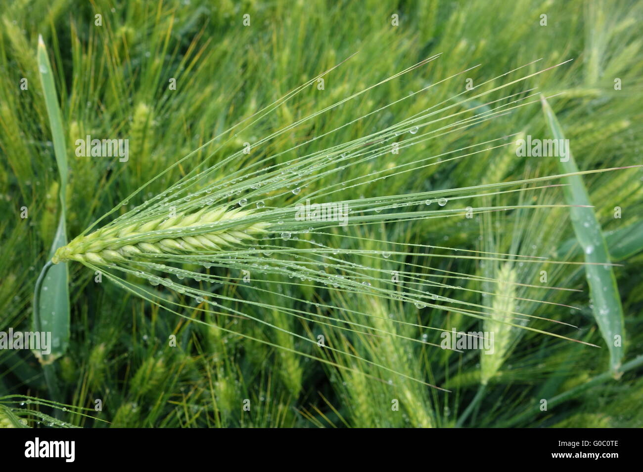 Wheat field in the spring Stock Photo - Alamy
