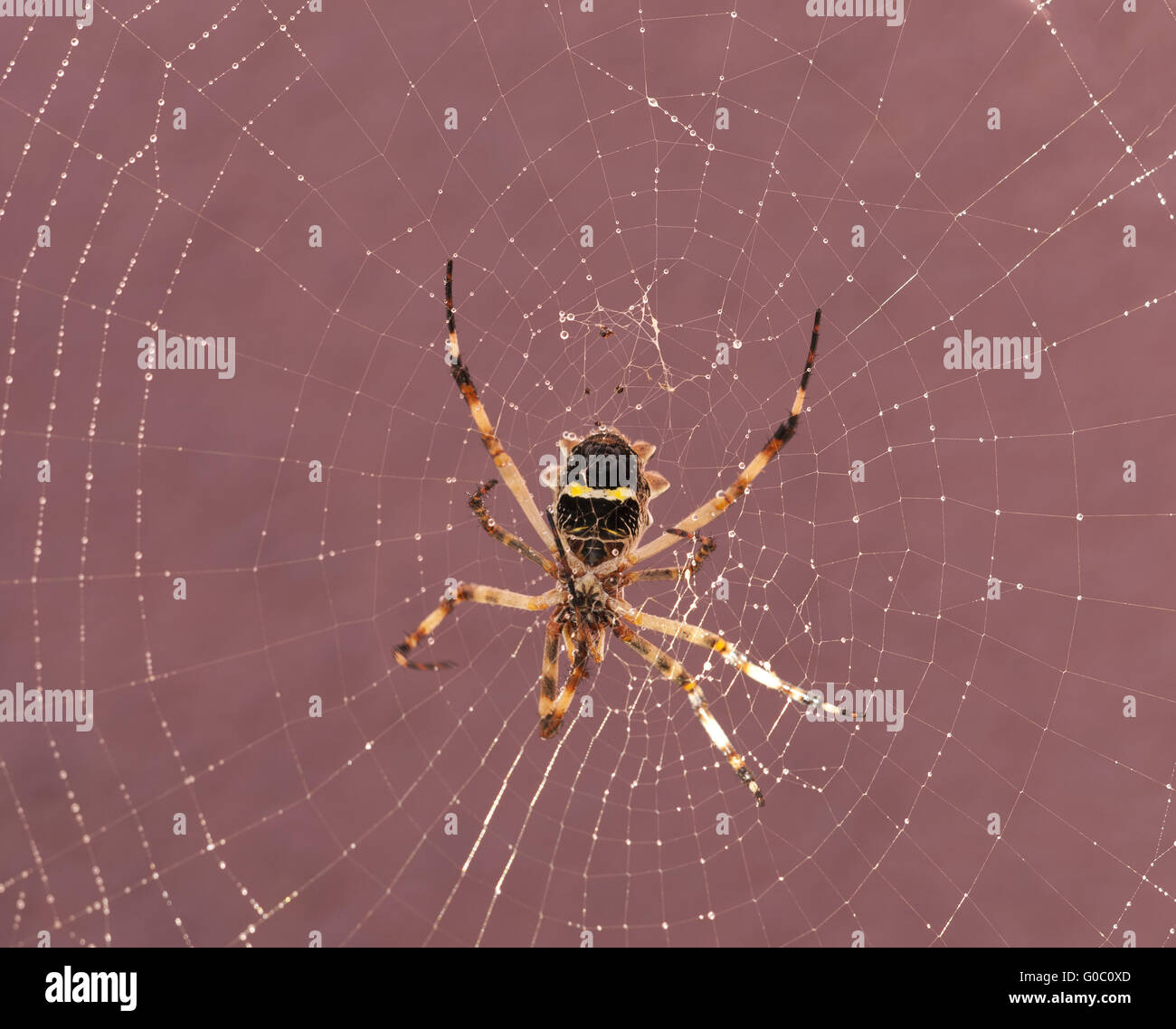 Spider on cobweb Stock Photo - Alamy