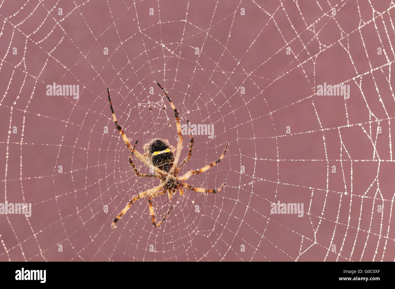 Spider on cobweb Stock Photo - Alamy