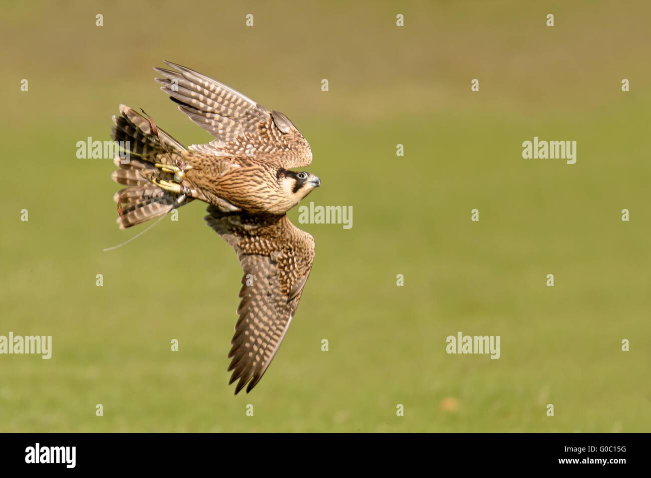 Peregrines bird hi-res stock photography and images - Alamy