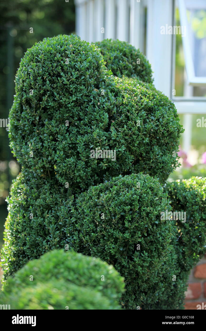 green bear topiary Stock Photo - Alamy