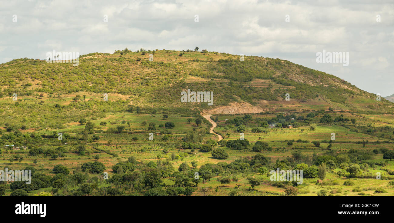 Savanna tree shrub grass hi-res stock photography and images - Alamy