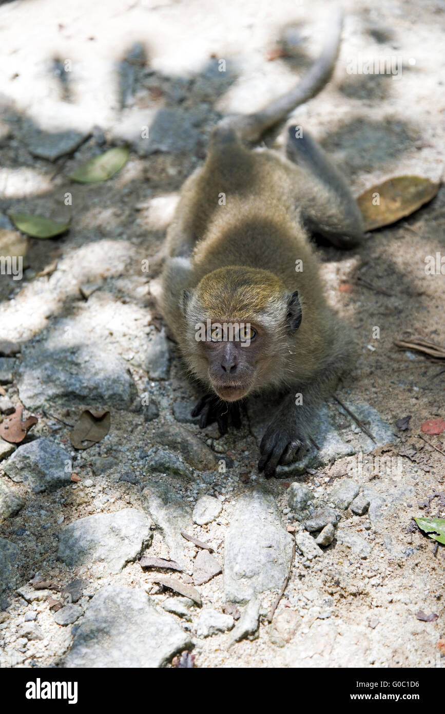 long-tailed macaque (Macaca fascicularis Stock Photo - Alamy