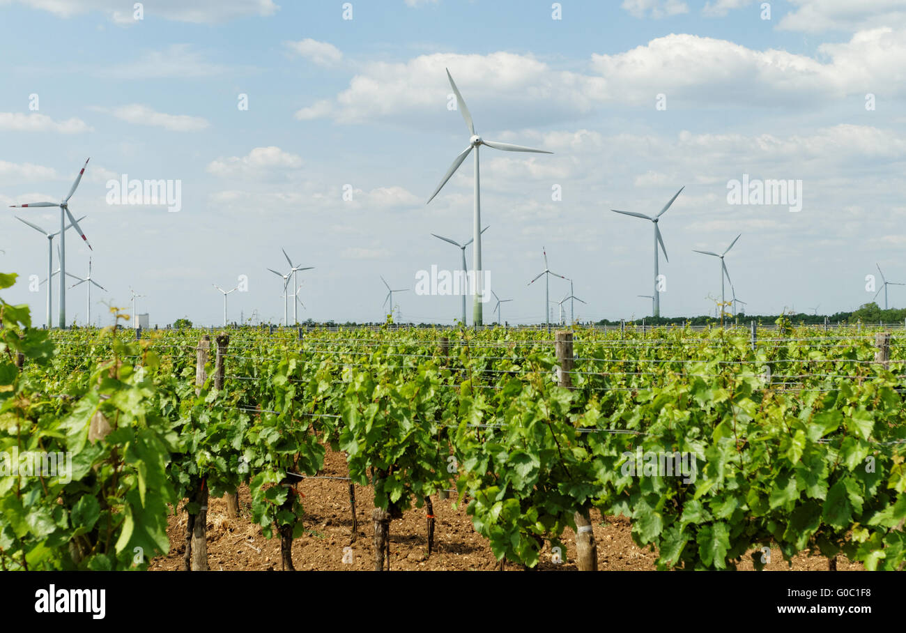 Tokay wine hungary hi-res stock photography and images - Alamy