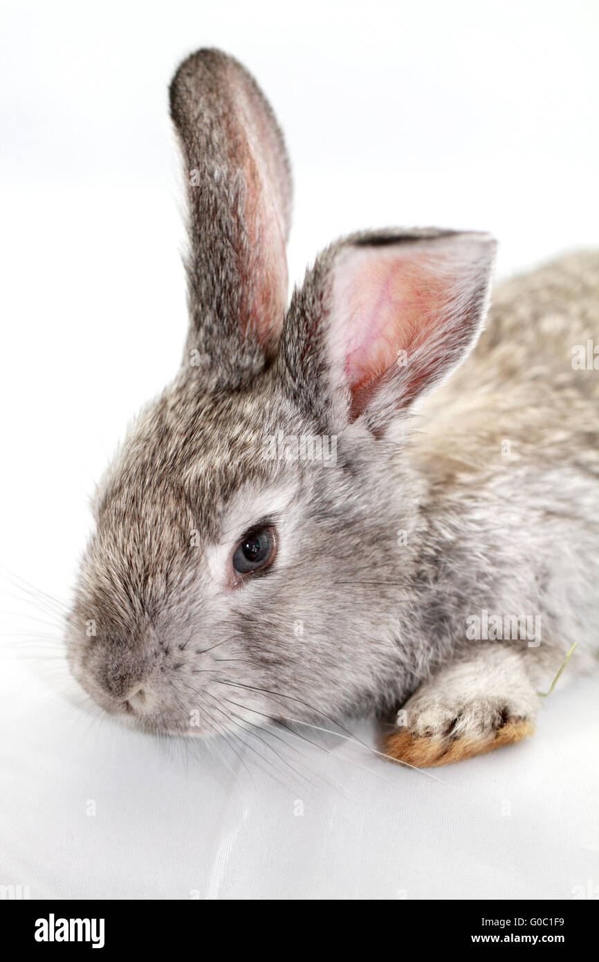 Cute gray rabbit isolated on white background Stock Photo - Alamy