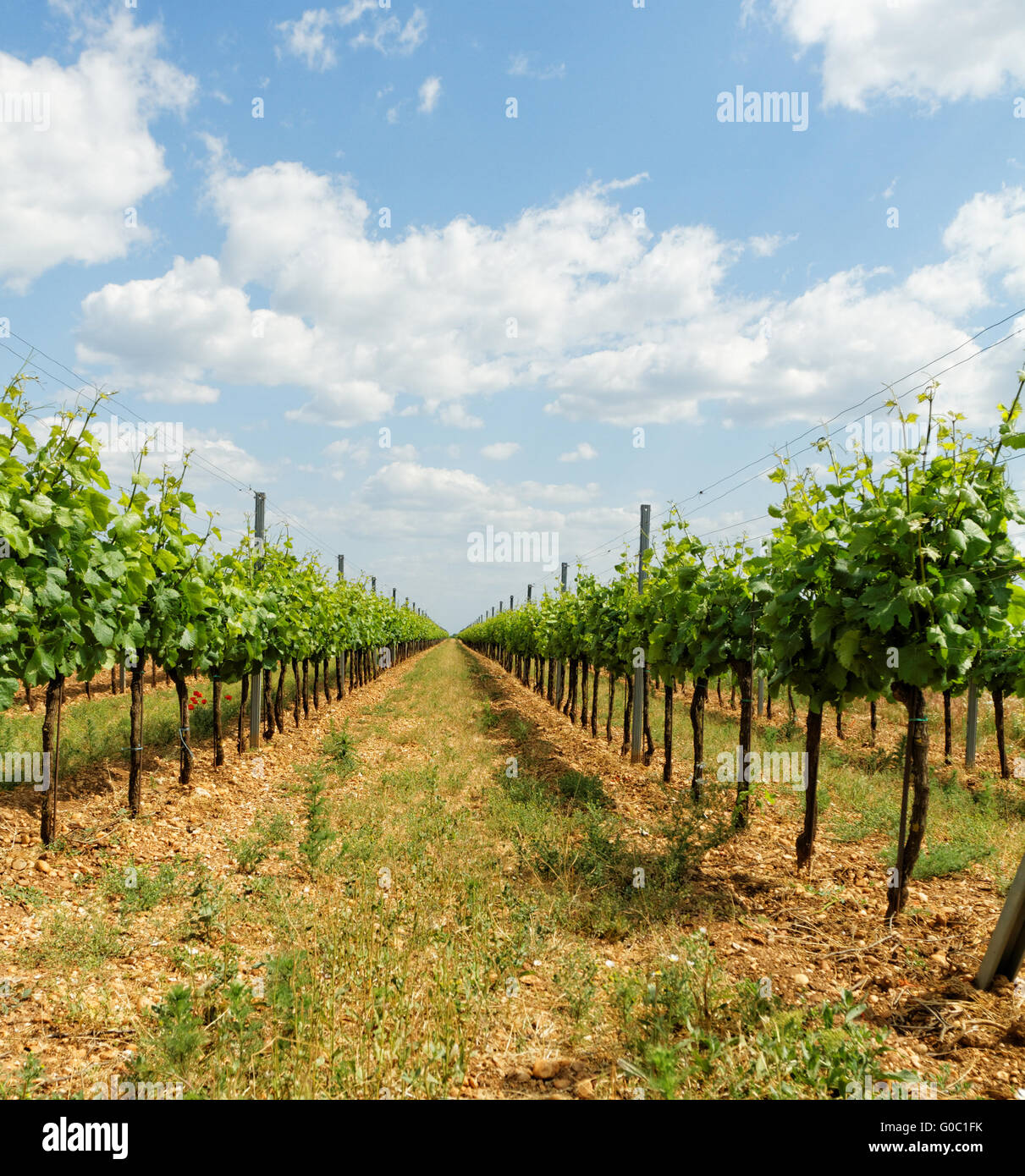 Beautiful landscape in the Tokay grapes - Hungary Stock Photo - Alamy