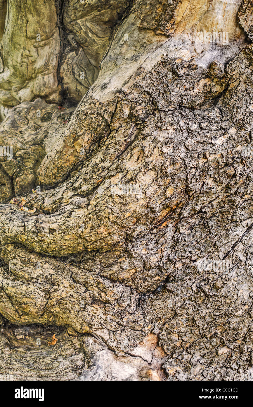 Trunk Of Catalpa Tree (Bignoniaceae) Reading Berks Stock Photo - Alamy