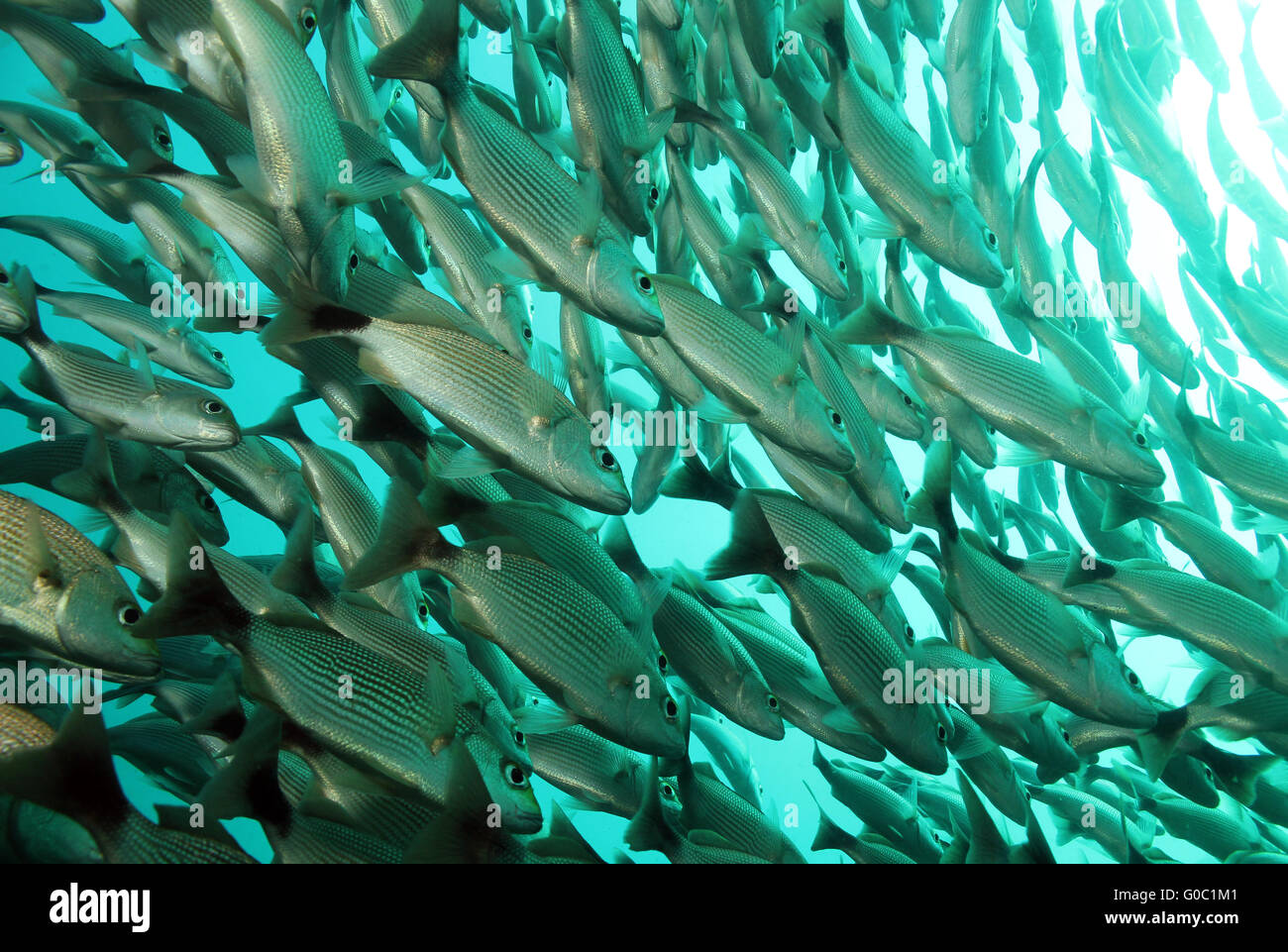 Spottail grunt hi-res stock photography and images - Alamy