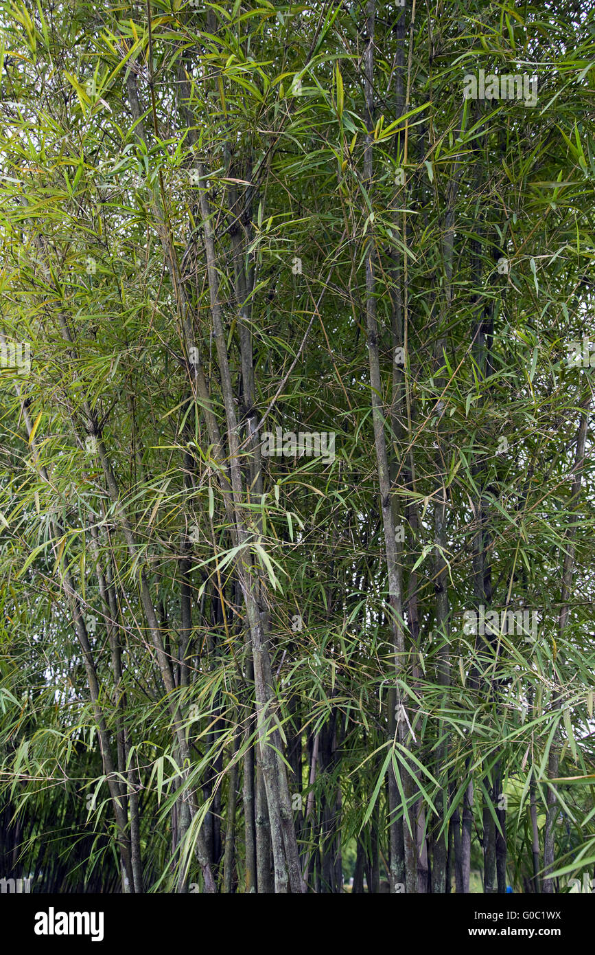 Bambus baum wald hi-res stock photography and images - Alamy