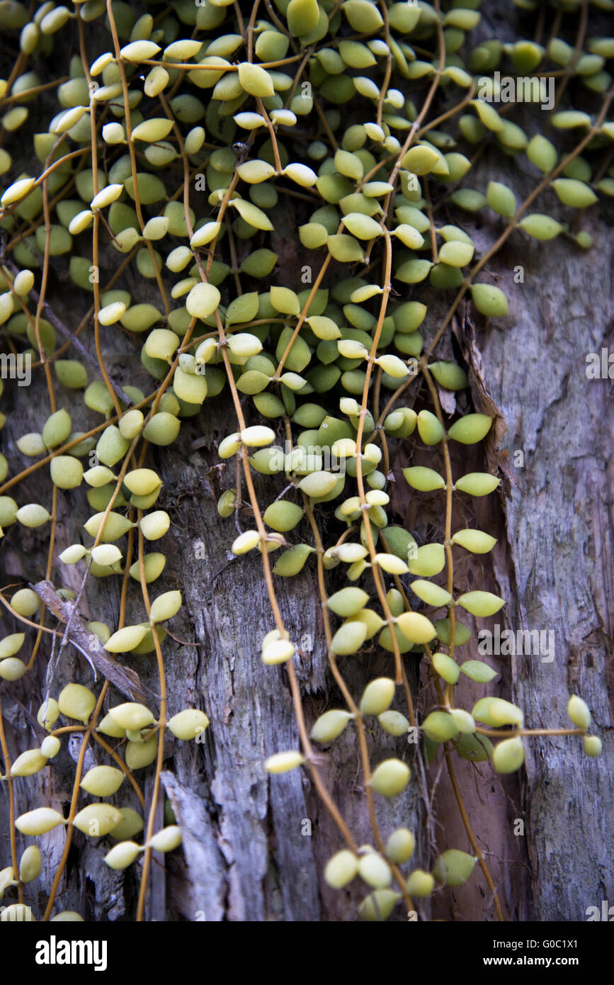 Epiphyte plant hi-res stock photography and images - Alamy