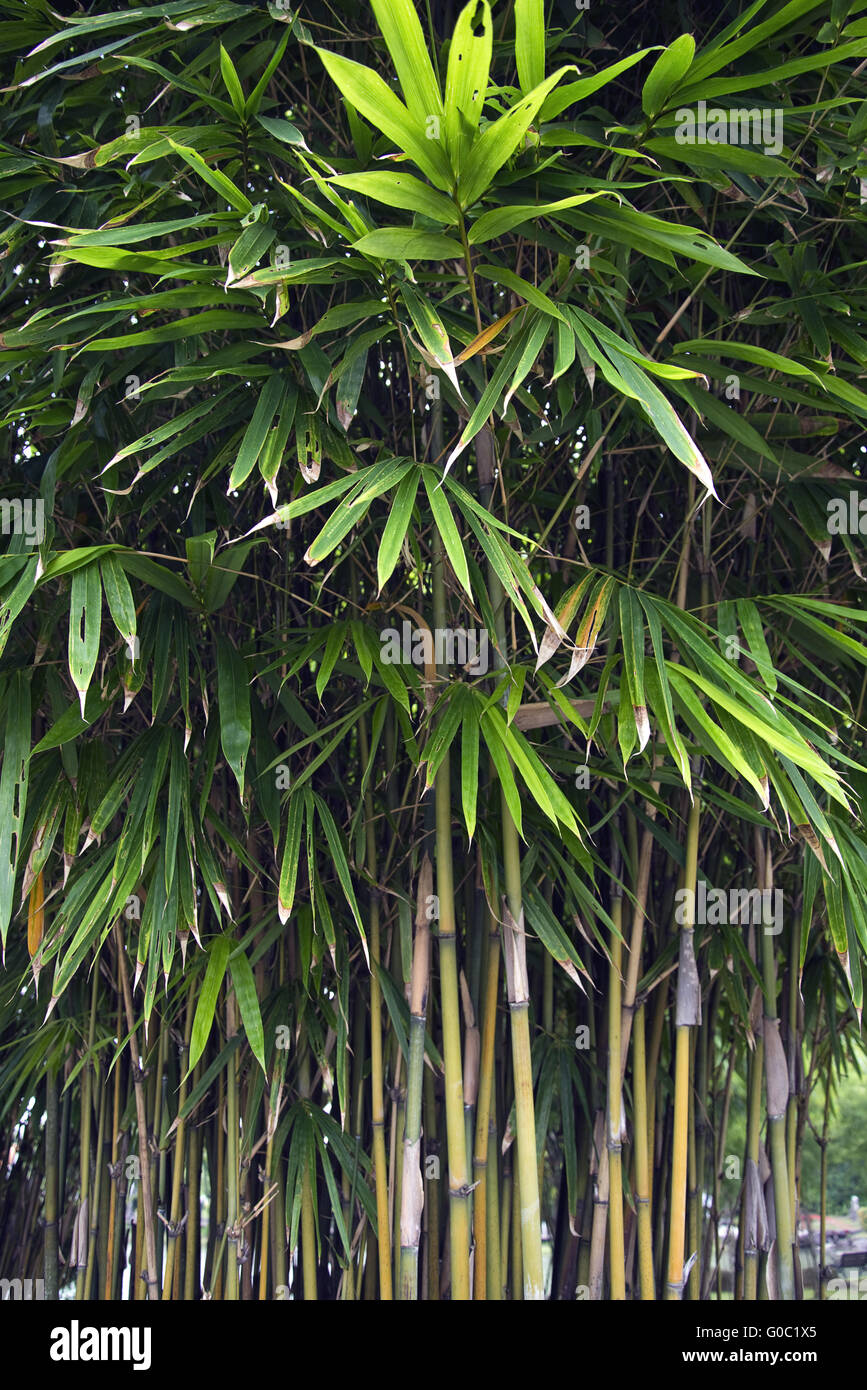 Spa bambus hi-res stock photography and images - Alamy