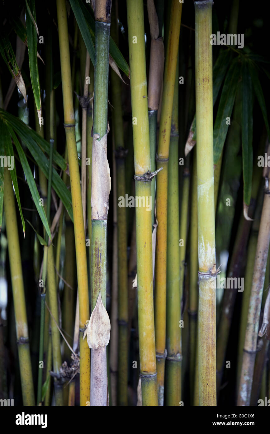 Large bamboo plant hi-res stock photography and images - Alamy