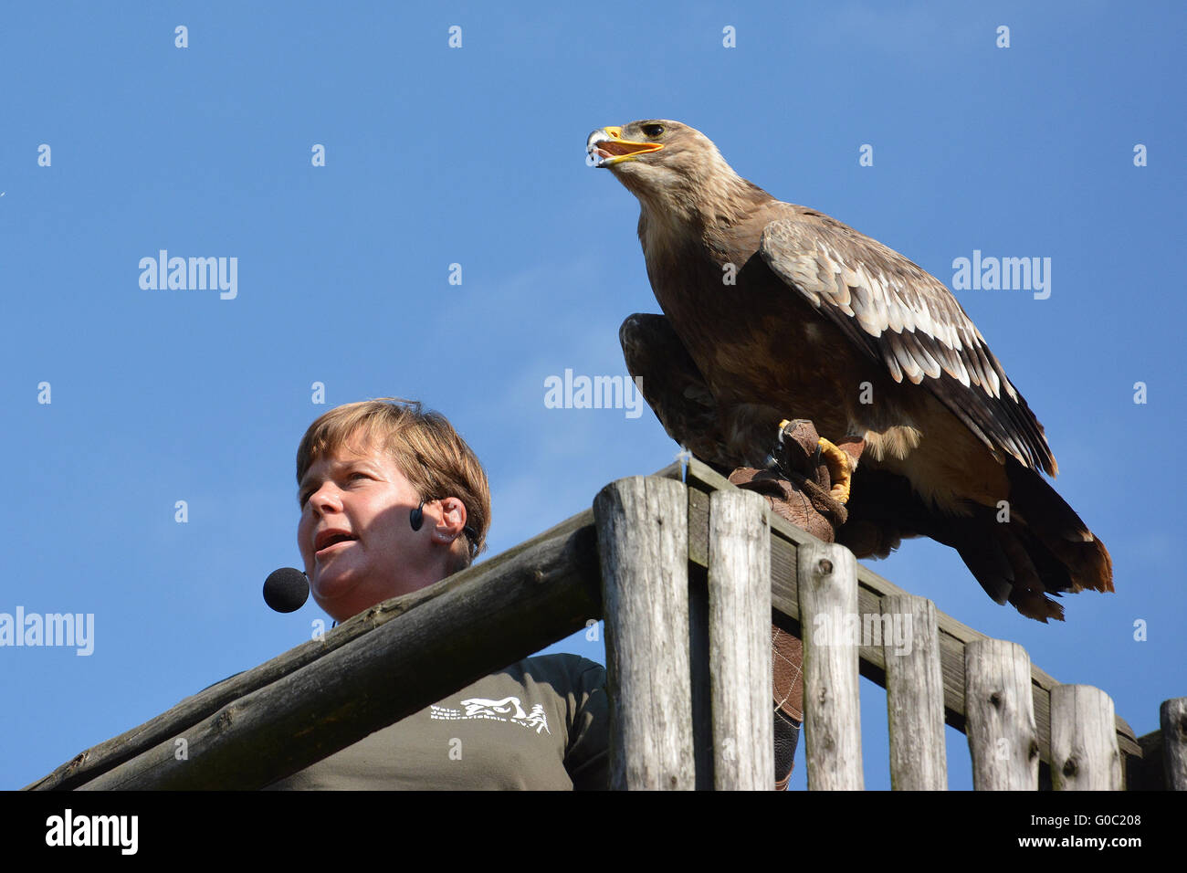 Brandenburg eagle hi-res stock photography and images - Alamy