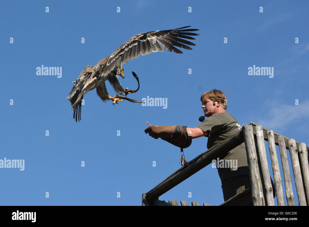 German falconer with Steppe Eagle at falconry Stock Photo - Alamy