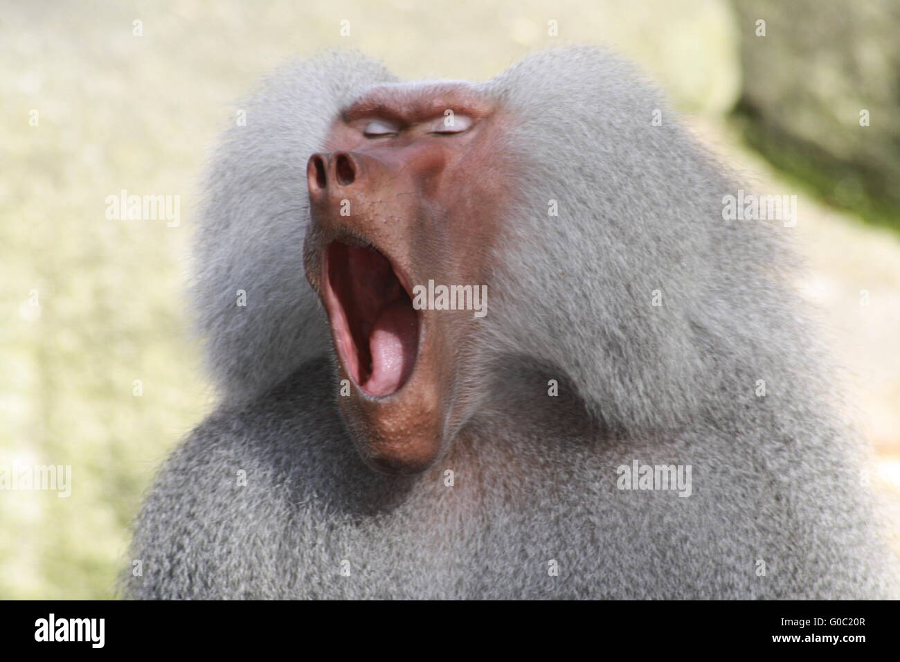 Fauler affe hi-res stock photography and images - Alamy