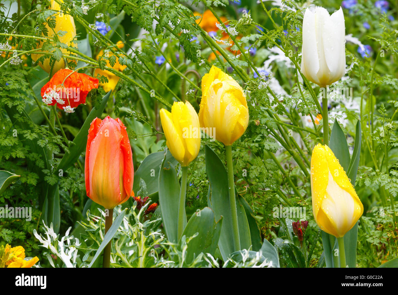 Beautiful varicolored tulips. Nature background Stock Photo - Alamy
