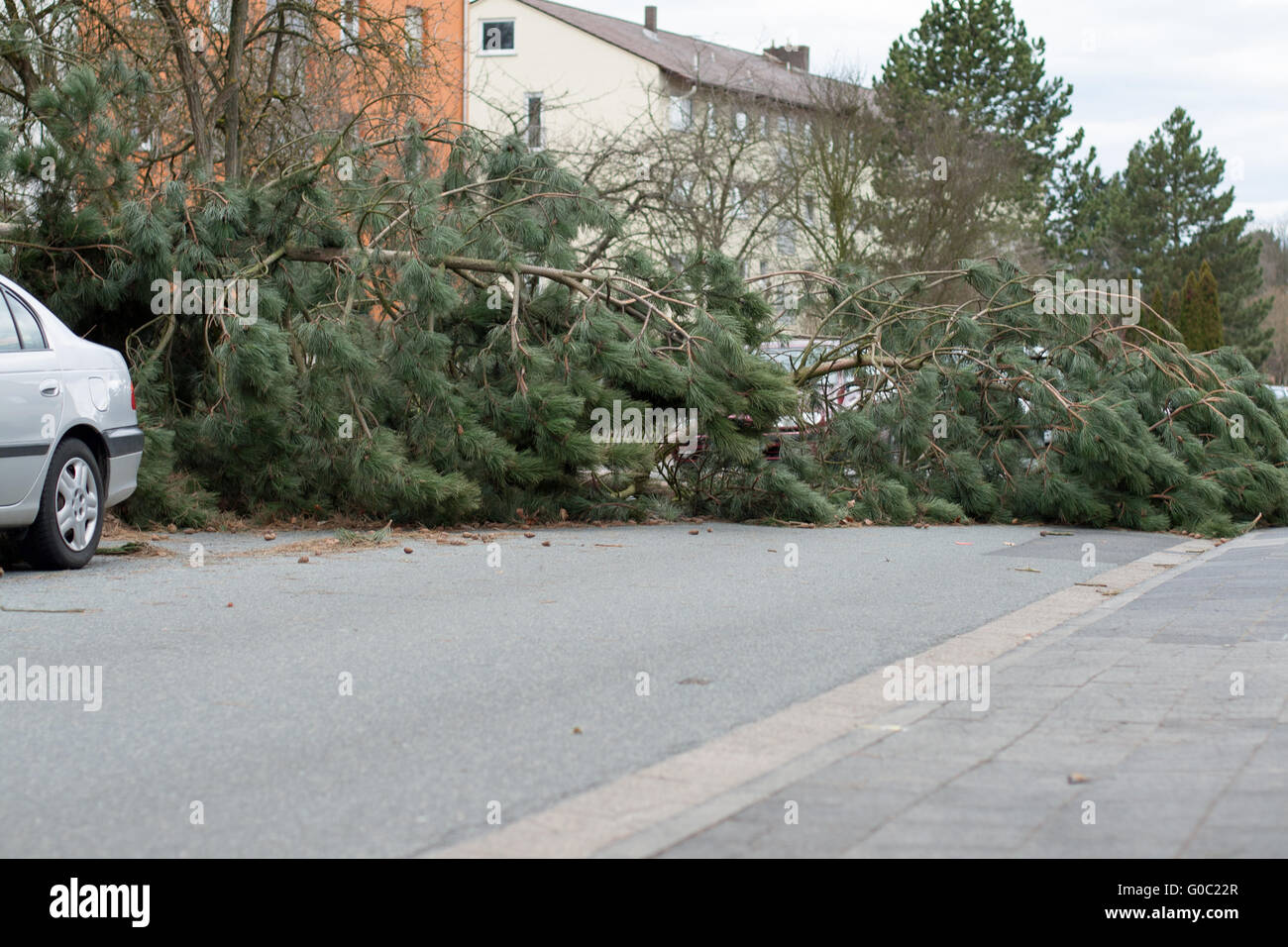 Storm damage, fallen tree Stock Photo - Alamy
